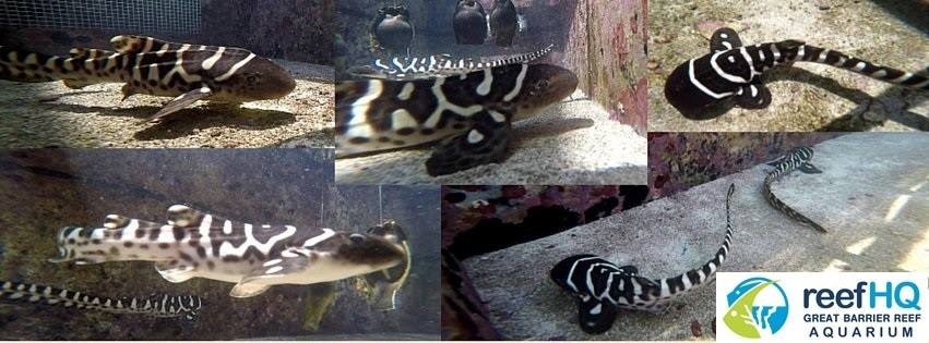 Leopard Shark “Virgin Birth” at Reef HQ Townsville Australia | Reef ...