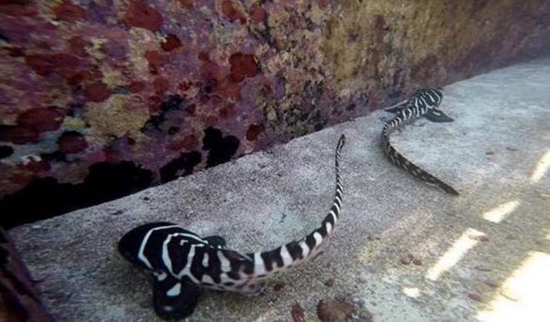Leopard Shark “Virgin Birth” at Reef HQ Townsville Australia | Reef ...