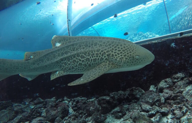 Leopard Shark “Virgin Birth” at Reef HQ Townsville Australia | Reef ...