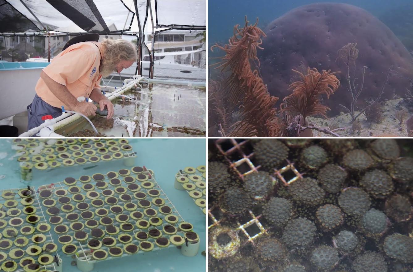 Automated Coral Husbandry with CHARM | Reef Builders | The Reef and ...