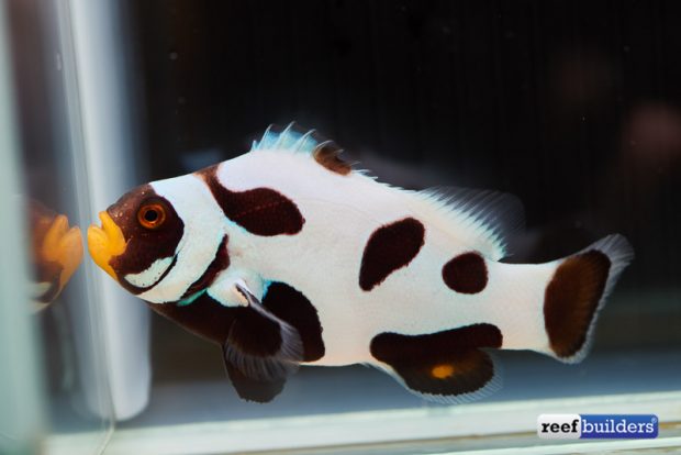 AquaDancing is a Laboratory of Crazy Clownfish Strains | Reef Builders ...
