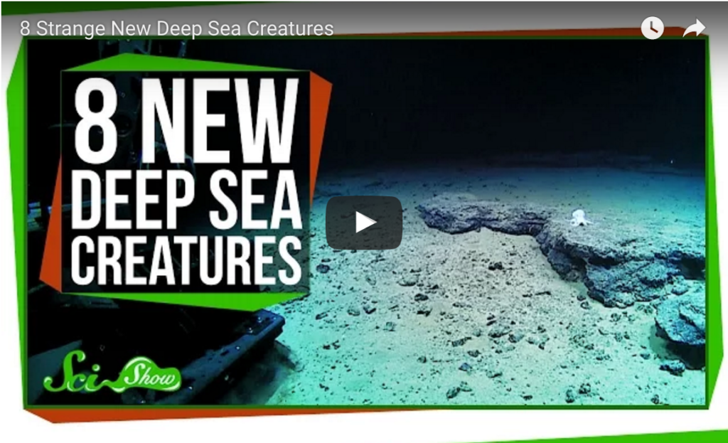 Top 8 New Deep Sea Creatures discovered in the last 7 years | Reef ...