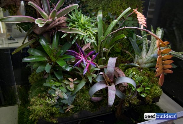 Biopod smart microhabitat vivarium ecosystem | Reef Builders | The Reef ...