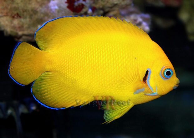 Centropyge cocosensis & C. woodheadi, two ‘new’ species of pygmy ...