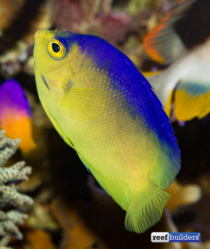 Centropyge colini, the mysterious Colin’s angelfish | Reef Builders ...