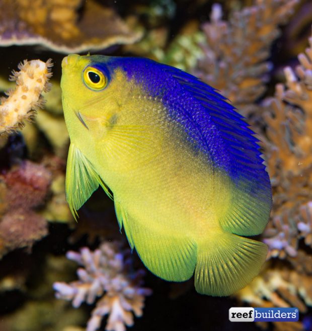 Centropyge colini, the mysterious Colin’s angelfish | Reef Builders ...