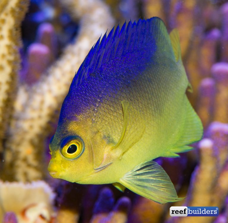 Centropyge colini, the mysterious Colin’s angelfish | Reef Builders ...