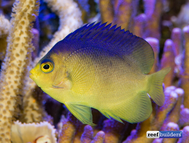 Centropyge colini, the mysterious Colin’s angelfish | Reef Builders ...