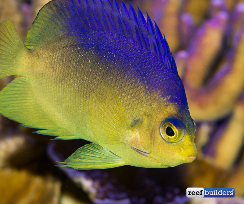 Centropyge colini, the mysterious Colin’s angelfish | Reef Builders ...