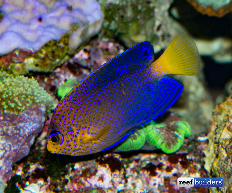 The Incredible Display of Rare Reef Fish by De Jong Marinelife | Reef ...