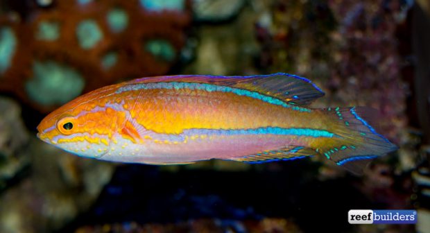 The Incredible Display of Rare Reef Fish by De Jong Marinelife | Reef ...