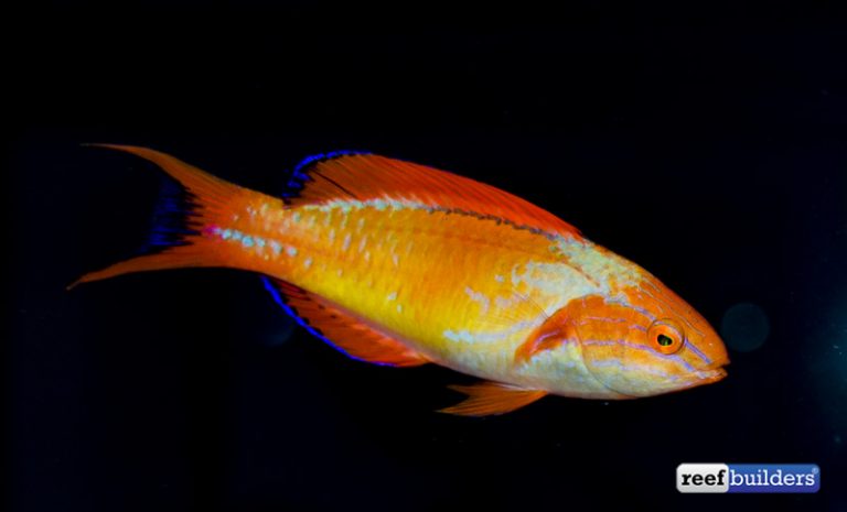 The Incredible Display of Rare Reef Fish by De Jong Marinelife | Reef ...