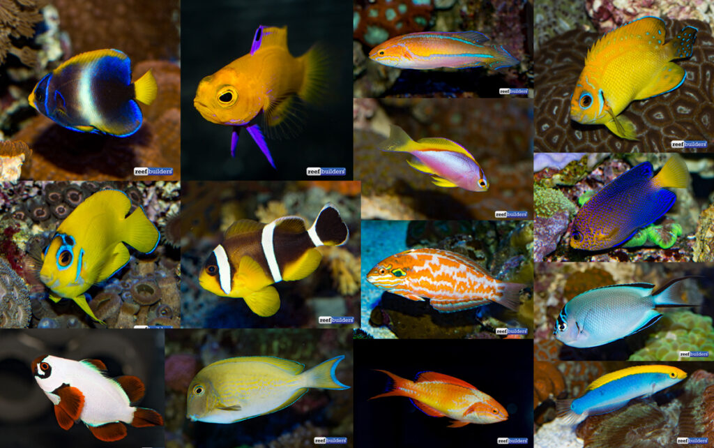 The Incredible Display of Rare Reef Fish by De Jong Marinelife | Reef ...