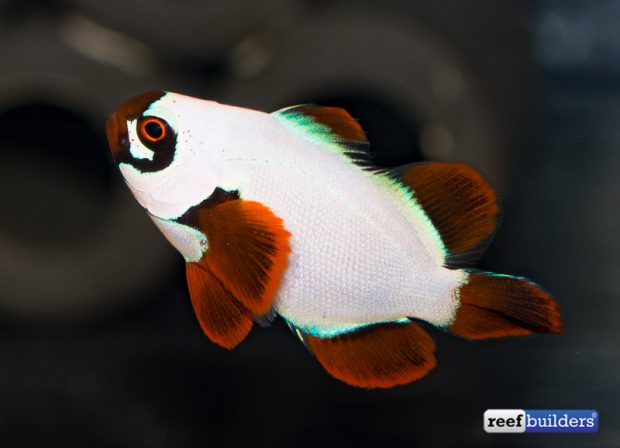 The Incredible Display of Rare Reef Fish by De Jong Marinelife | Reef ...