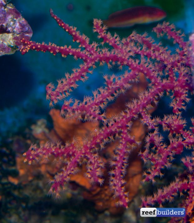 The New Octocorallia: Malacalcyonacea Part 2 | Reef Builders | The Reef ...