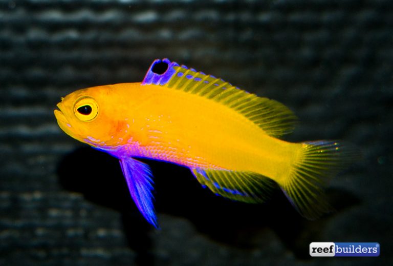 The Incredible Display of Rare Reef Fish by De Jong Marinelife | Reef ...