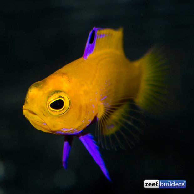 The Incredible Display of Rare Reef Fish by De Jong Marinelife | Reef ...