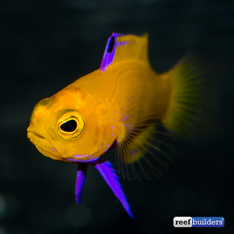 The Incredible Display of Rare Reef Fish by De Jong Marinelife | Reef ...