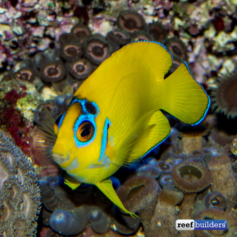 The Incredible Display of Rare Reef Fish by De Jong Marinelife | Reef ...