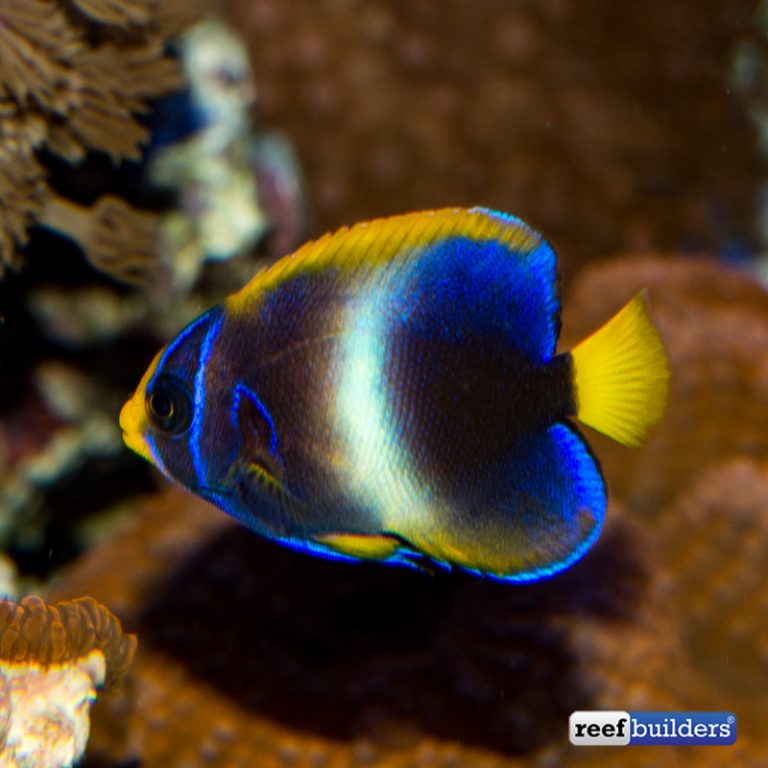 The Incredible Display of Rare Reef Fish by De Jong Marinelife | Reef ...