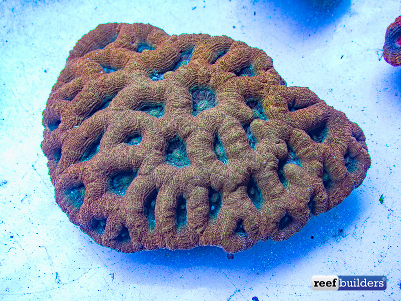 Homophyllia bowerbanki, a reintroduction to ‘Bankies’ and ‘Hillae ...