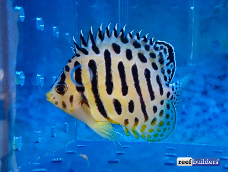 Leopard Multibar Angelfish is now in the best of hands | Reef Builders ...