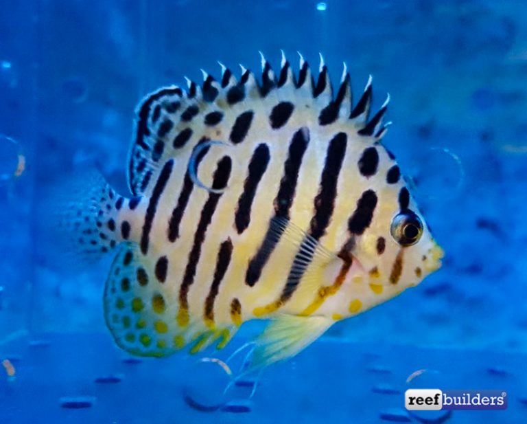Leopard Multibar Angelfish is now in the best of hands | Reef Builders ...