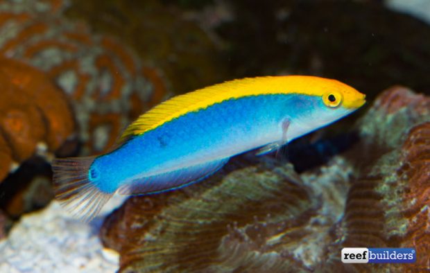 The Incredible Display of Rare Reef Fish by De Jong Marinelife | Reef ...