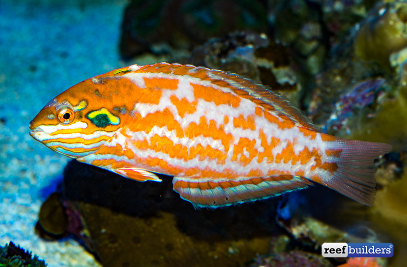 The Incredible Display of Rare Reef Fish by De Jong Marinelife | Reef ...