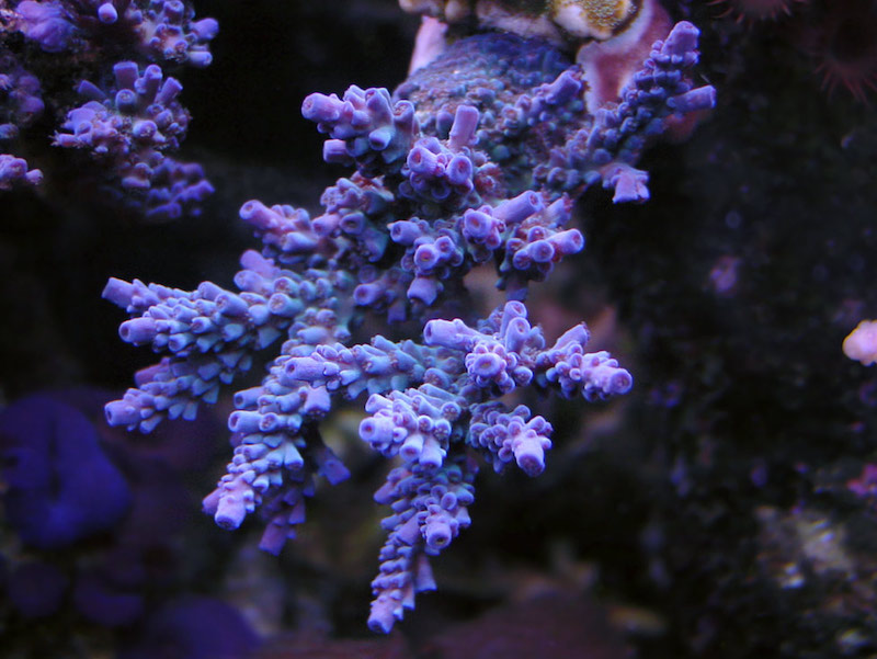 The Coral Name Game | Reef Builders | The Reef and Saltwater Aquarium Blog