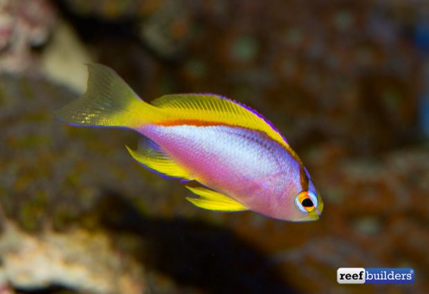 The Incredible Display of Rare Reef Fish by De Jong Marinelife | Reef ...