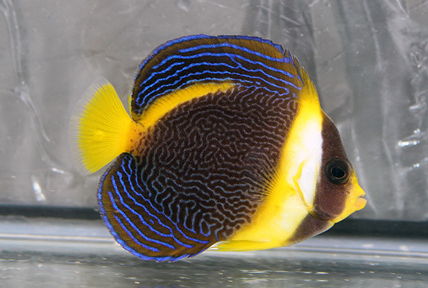 Gorgeous xanthic scribbled angelfish discovered in East Australia ...
