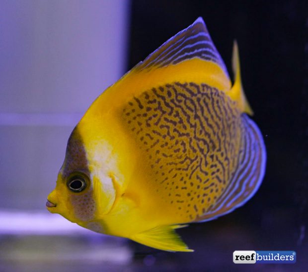 Gorgeous xanthic scribbled angelfish discovered in East Australia ...