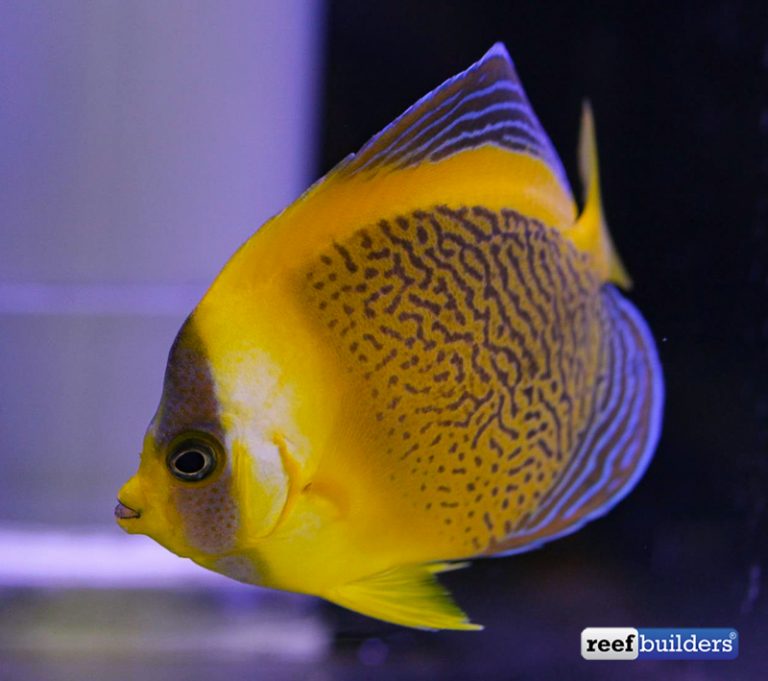 Gorgeous xanthic scribbled angelfish discovered in East Australia ...