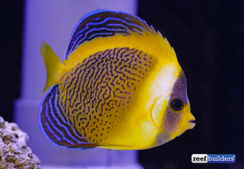 Gorgeous xanthic scribbled angelfish discovered in East Australia ...