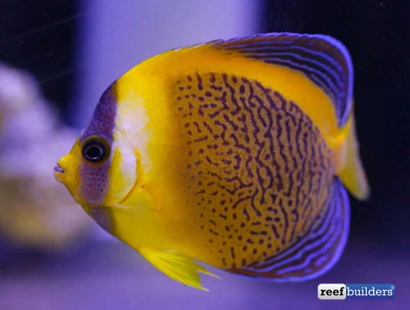 Gorgeous xanthic scribbled angelfish discovered in East Australia ...