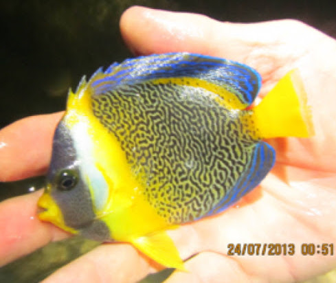 Gorgeous xanthic scribbled angelfish discovered in East Australia ...
