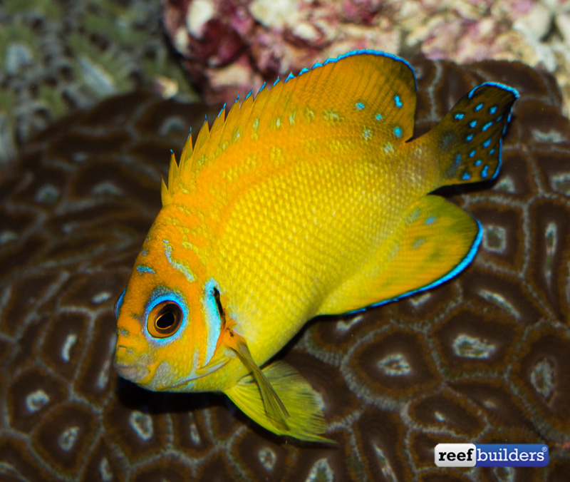 The Incredible Display of Rare Reef Fish by De Jong Marinelife | Reef ...