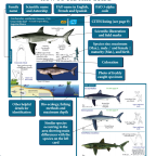 Free Book: Identification guide to common sharks and rays of the ...