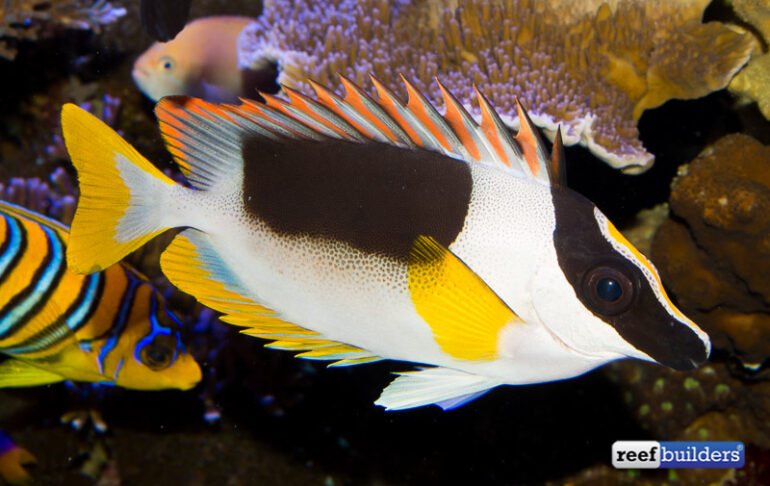 Siganus magnificus: Now THIS is how a magnificent foxface should look ...