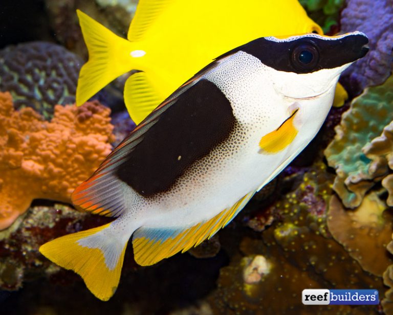 Siganus magnificus: Now THIS is how a magnificent foxface should look ...