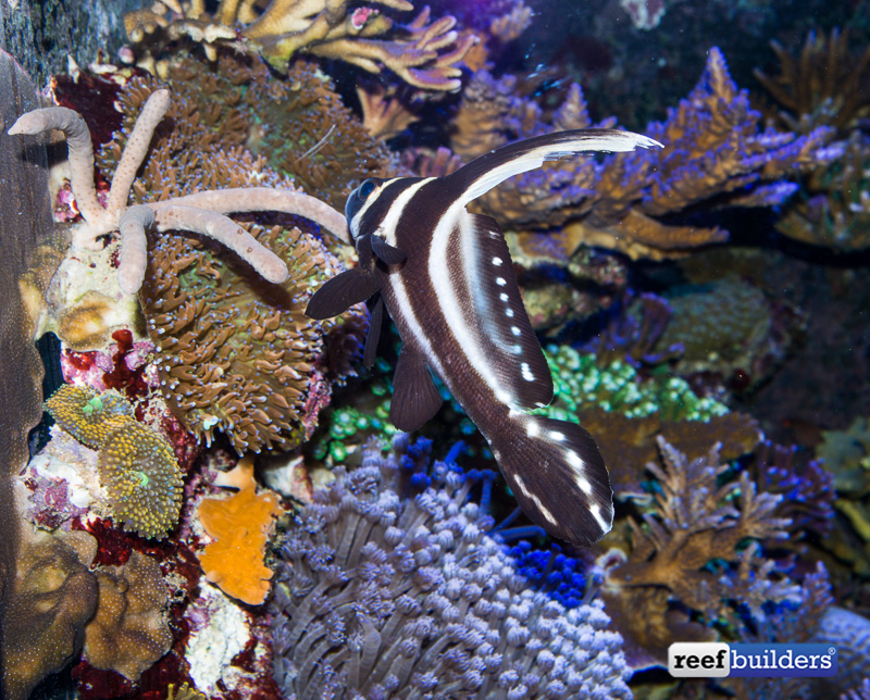 Who dares to keep a spotted drum in a reef tank? | Reef Builders | The ...