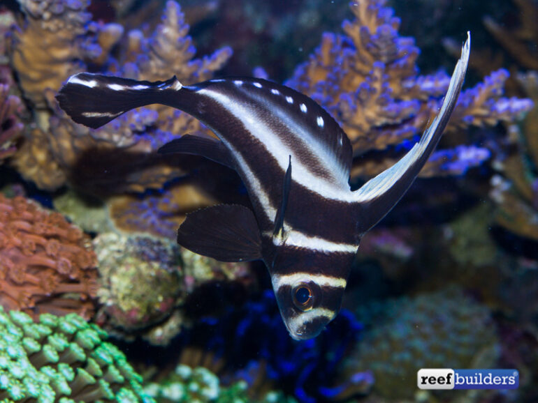 Who dares to keep a spotted drum in a reef tank? | Reef Builders | The ...