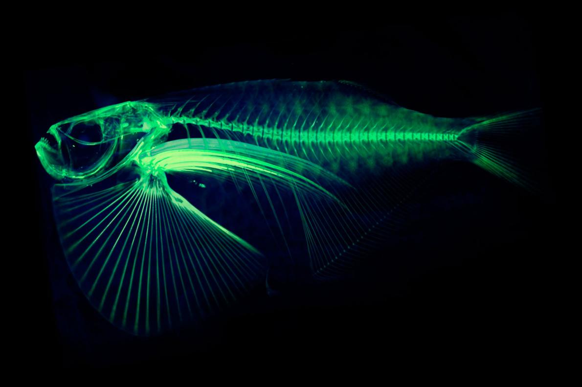 Scientist scans fish to uncover the amazing world beneath the skin and ...