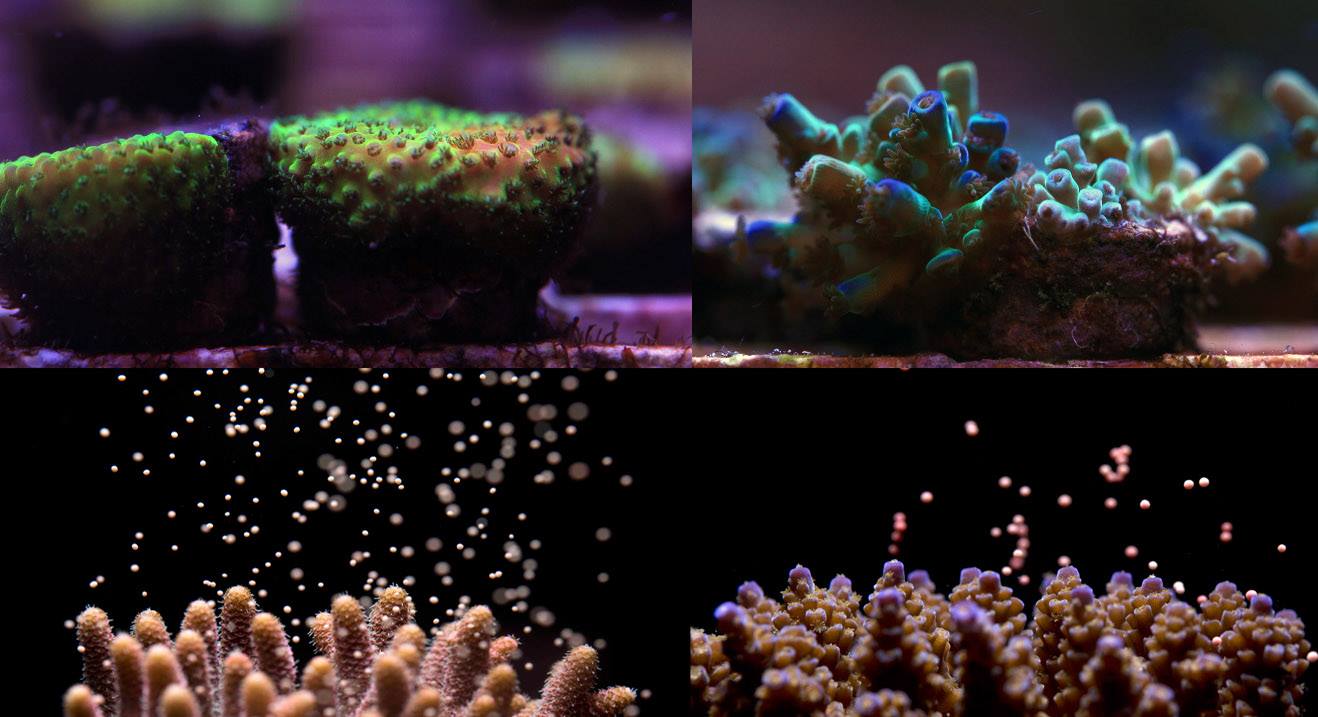 Project Coral Update: Impressive coloration, growth at 7 months | Reef ...