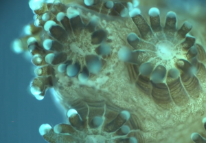 Underwater microscope catches incredible coral images on the reef ...