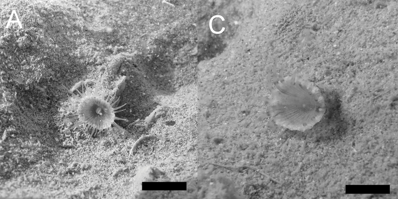 Sphenopus exilis is a New Species of Zoanthid Unlike Any Other | Reef ...