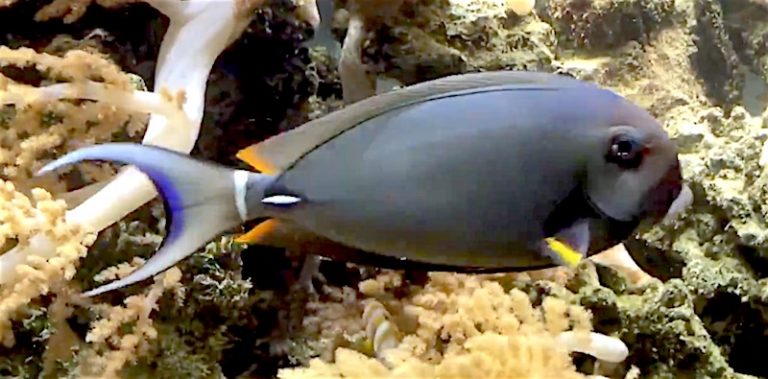 Video of the Huge Surgeonfish at Tang’s Chinese Restaurant | Reef ...
