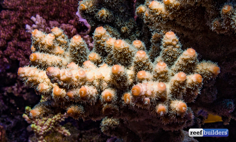 Toxic Acropora florida is a Whole New Level of Fluorescent Green | Reef ...