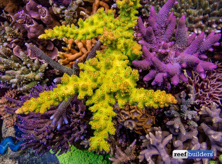 Toxic Acropora florida is a Whole New Level of Fluorescent Green | Reef ...
